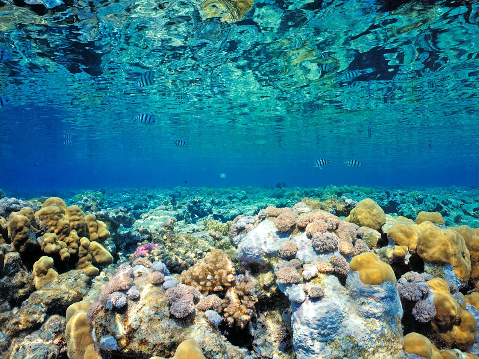 Quia Biomes