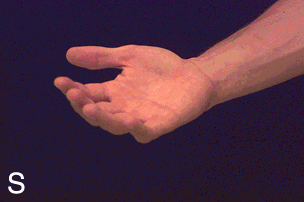 Quia - Skeletal System