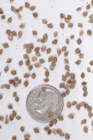 Barnyard Grass Seed Turnerseed: Common Barnyard Grass