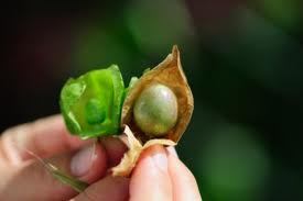 Quia - Weed Seeds