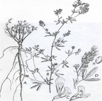 Quia - Agronomy Plants