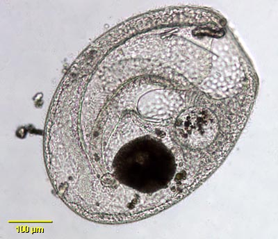 Quia - Dawn of Eukarya - Organisms