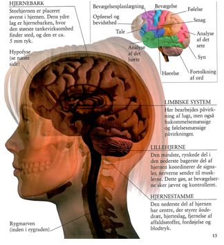 Quia - Flashcards modul 5