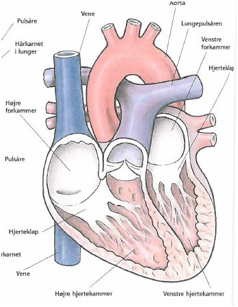 Quia - Flashcards modul 5