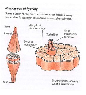 Quia - Flashcards modul 5