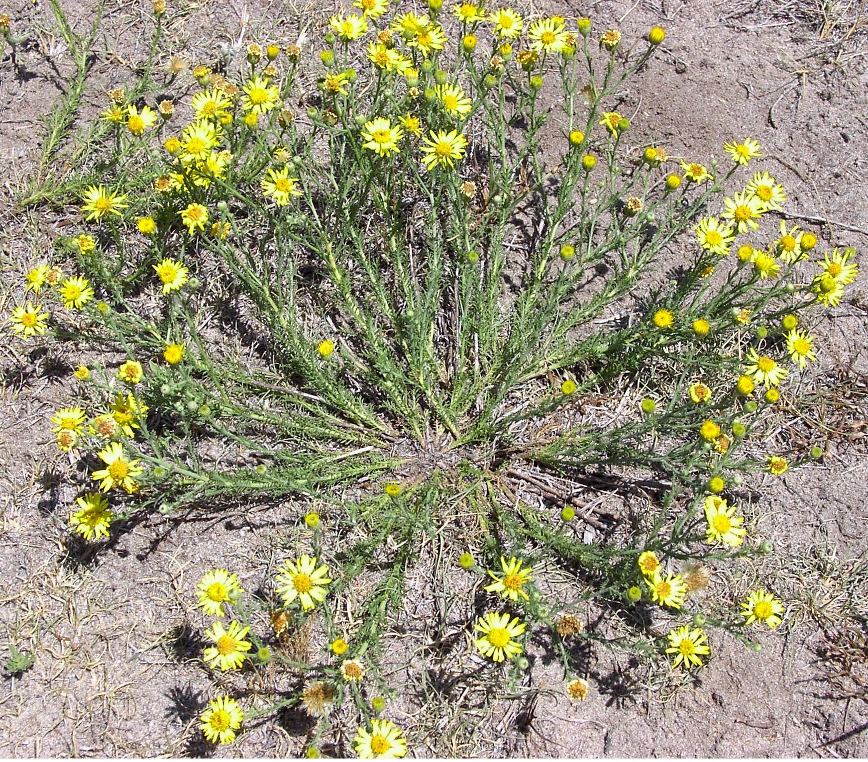 Quia - Range Plants Activities