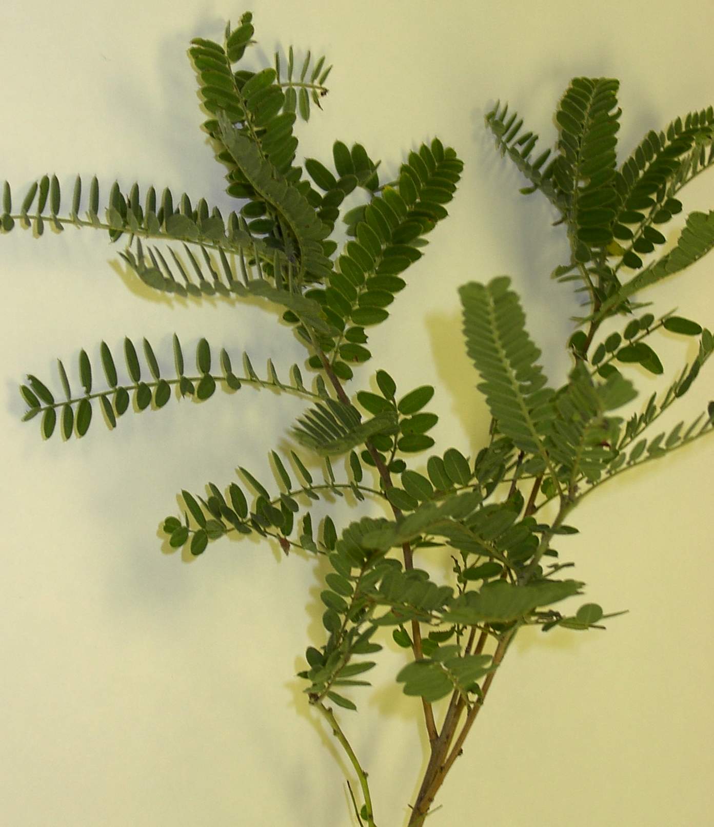 Quia - Range Plants Activities