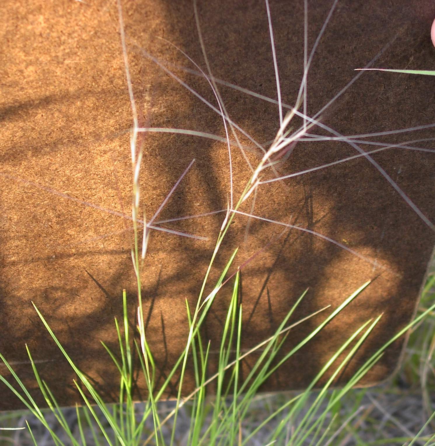 Quia - Range Plants Activities