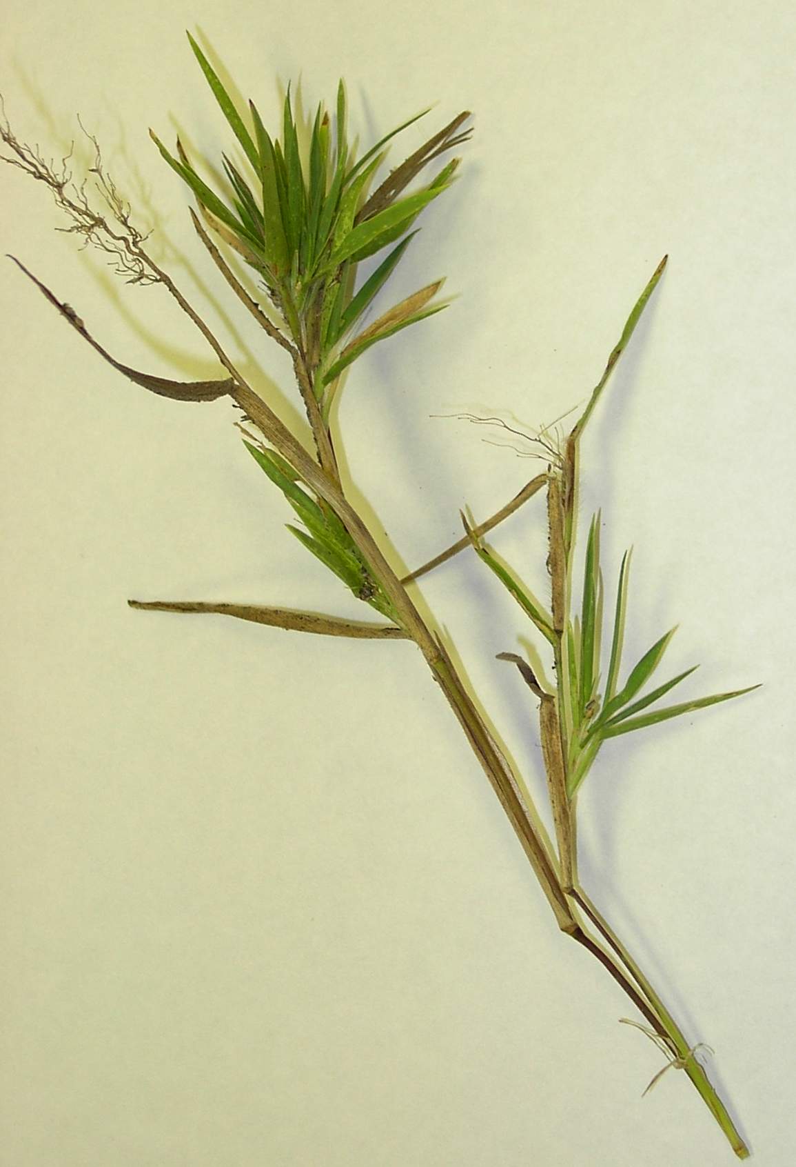 Quia - Range Plants Activities