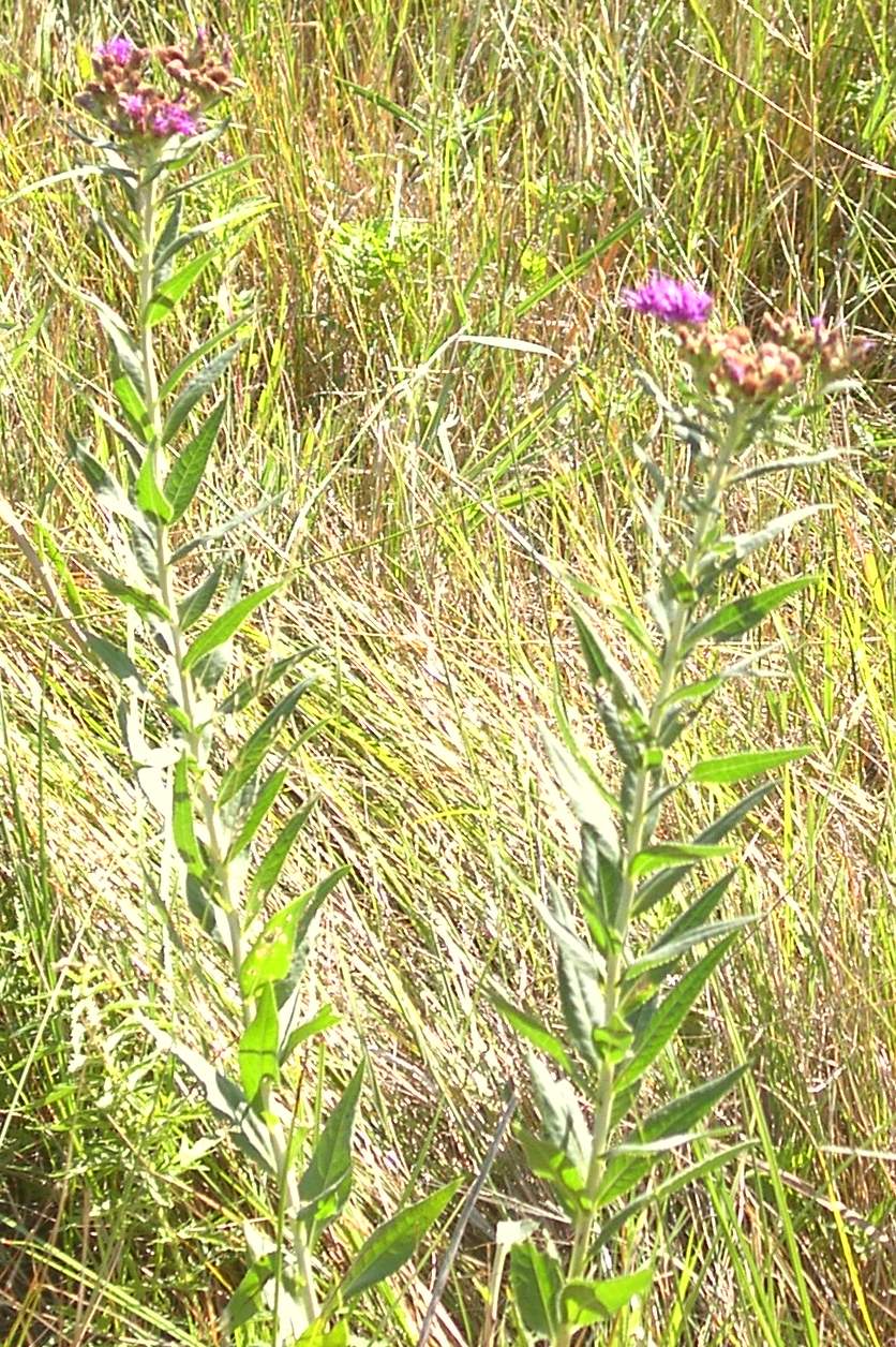 Quia - Range Plants Activities