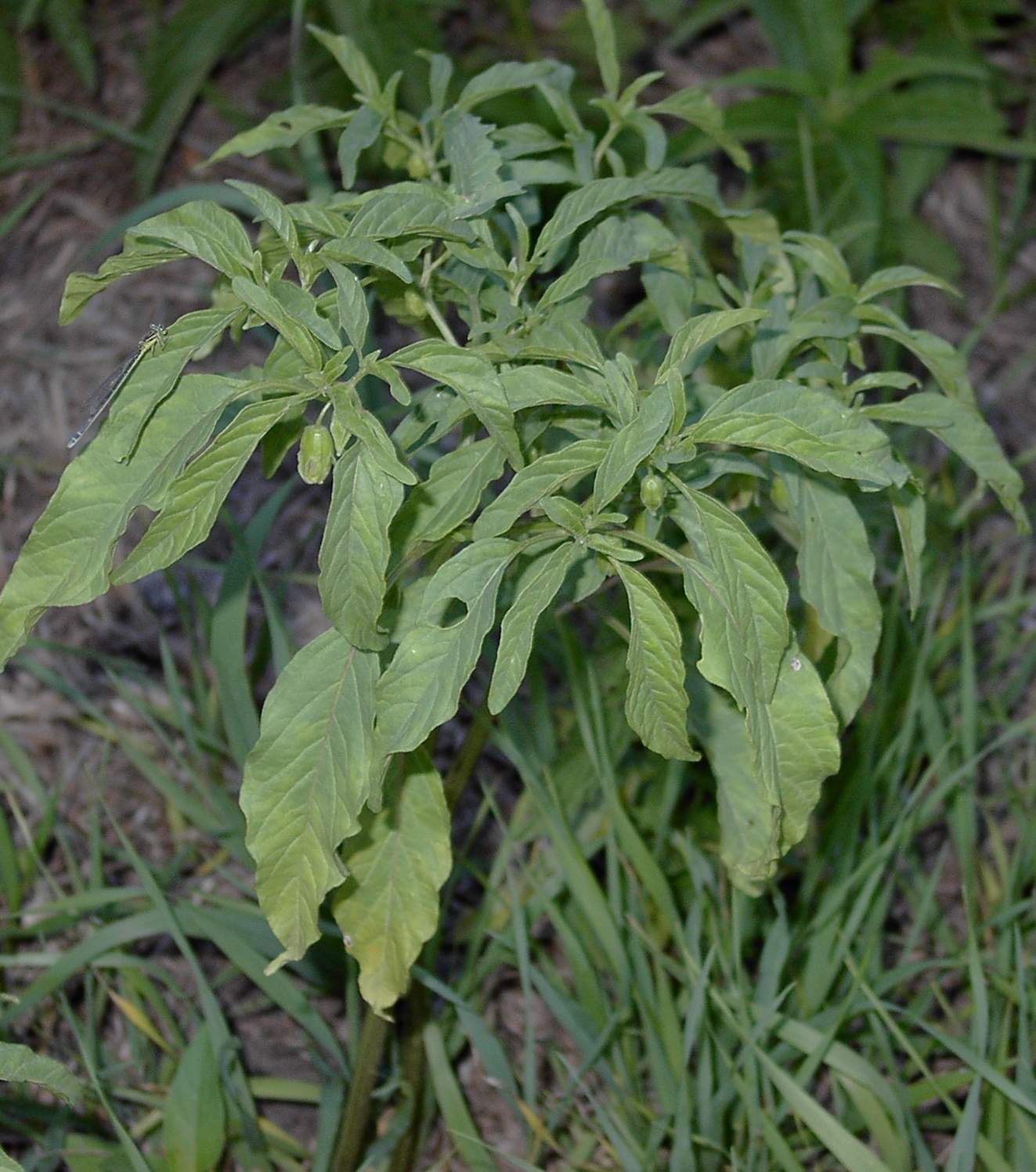 Quia - Range Plants Activities