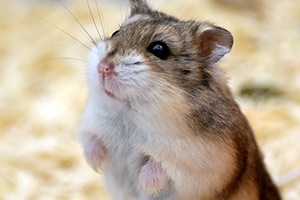 Quia - Animal Matching