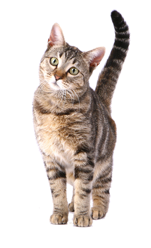 Quia - 625 Must Know Vocab by categories: ANIMALS