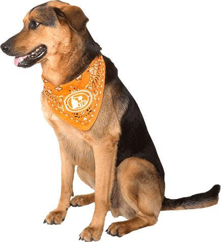 Quia - 625 Must Know Vocab by categories: ANIMALS