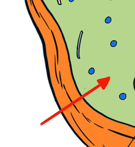 Quia - Animal Cell Organelles