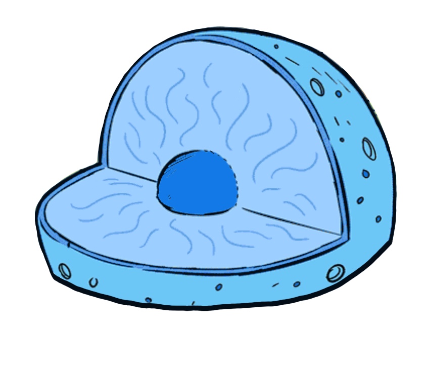 Quia - Animal Cell Organelles