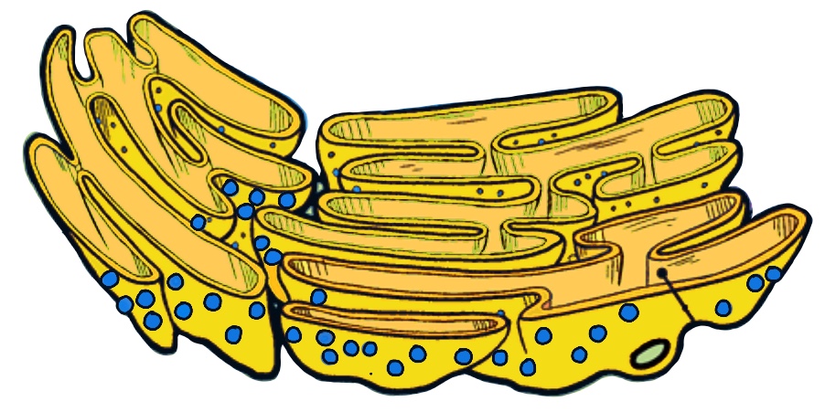 Quia - Animal Cell Organelles