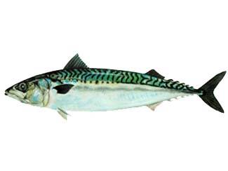 Quia - Fish & Aqautic Creatures Identification