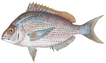 Quia - Fish & Aqautic Creatures Identification