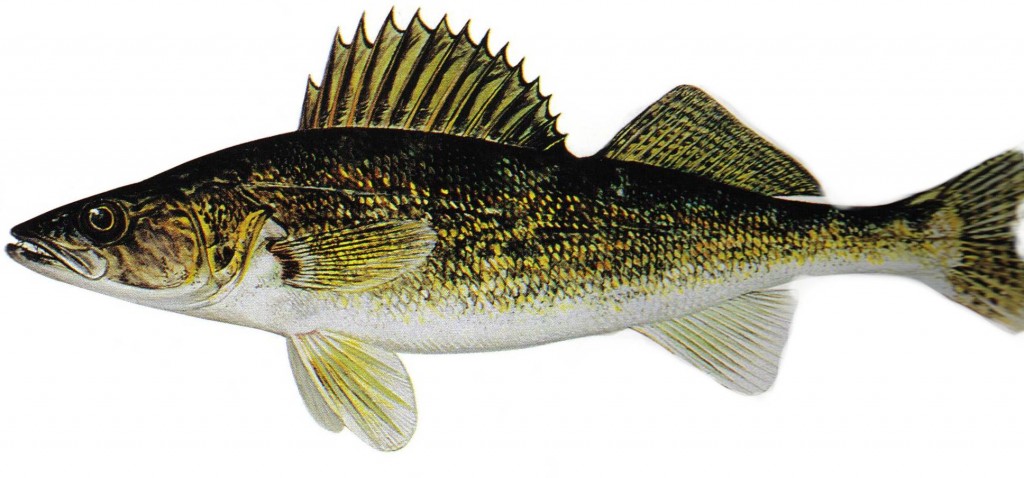 Quia - Fish & Aqautic Creatures Identification