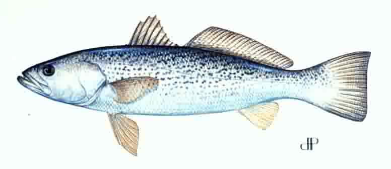 Quia - Fish & Aqautic Creatures Identification