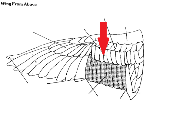 Quia - Duck and Wing Identification