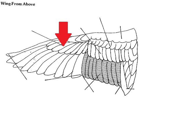 Quia - Duck and Wing Identification