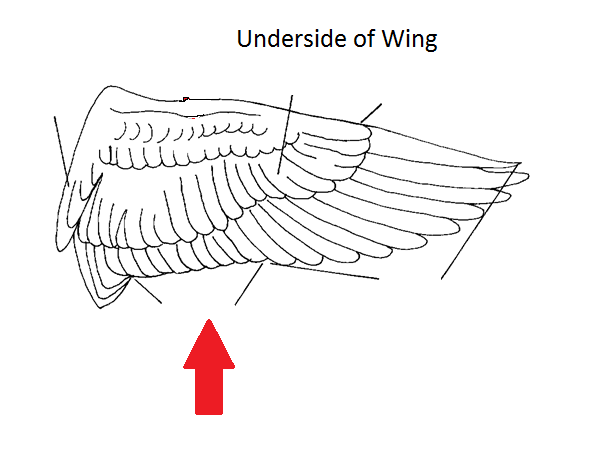 Quia - Duck and Wing Identification