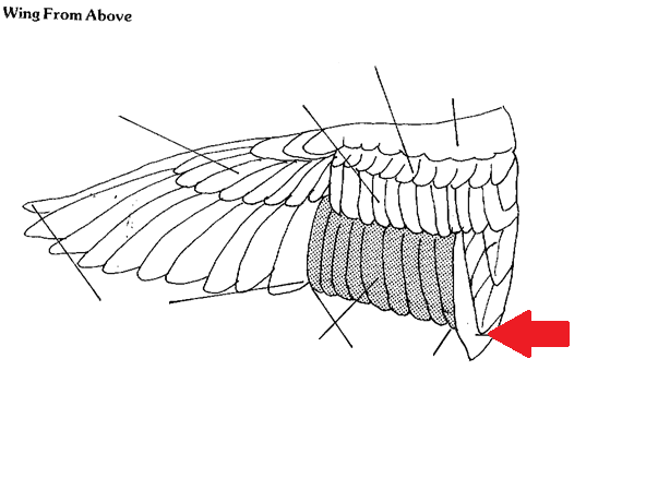 Quia - Duck and Wing Identification