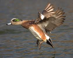 Quia - Duck and Wing Identification