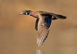 Quia - Duck and Wing Identification