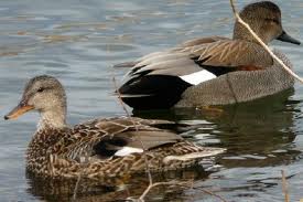 Quia - Duck and Wing Identification