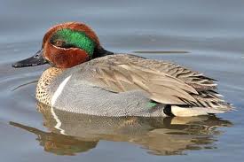 Quia - Duck and Wing Identification