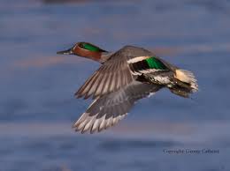 Quia - Duck and Wing Identification