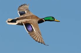 Quia - Duck and Wing Identification