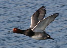 Quia - Duck and Wing Identification
