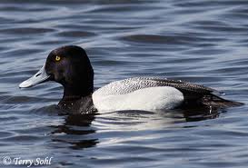 Quia - Duck and Wing Identification