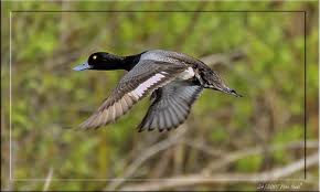 Quia - Duck and Wing Identification