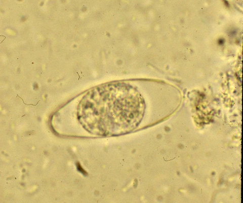 Quia - Parasitology game