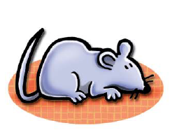 Quia - Initial /m/ words - cards, match, memory, search