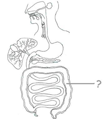 Digestive System Diagram Blank