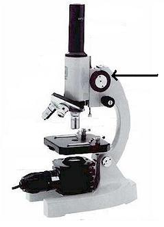 Quia - Parts of the light microscope