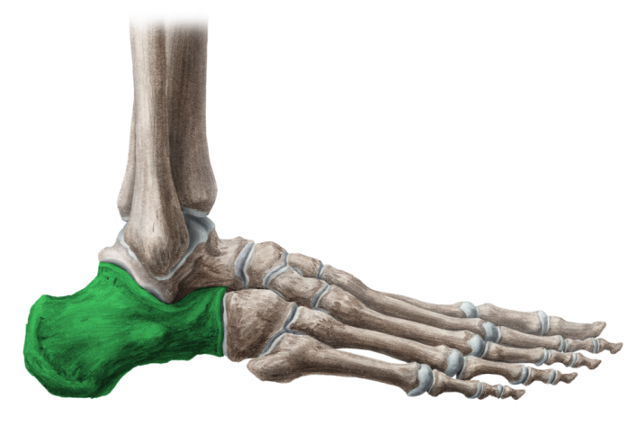 Quia - Skeletal System Bones