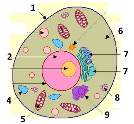 Quia Animal Cell