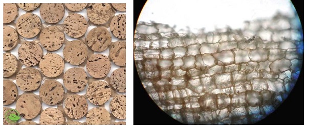 Quia - Cell Theory and Scientists
