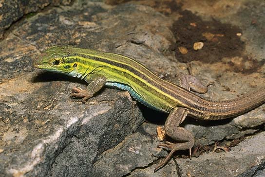 Quia - Lizard Identification