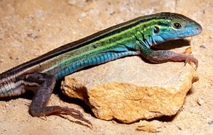 Quia - Lizard Identification