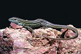 Quia - Lizard Identification