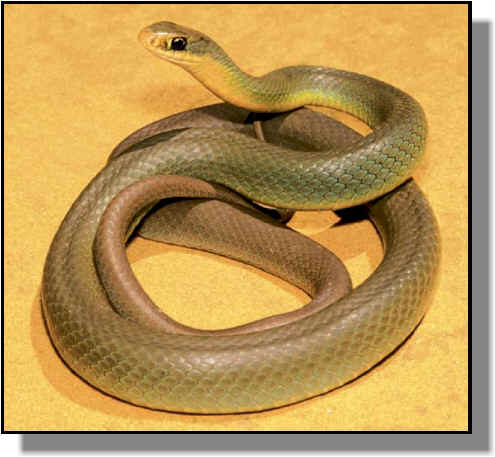 Quia - Snake Identification