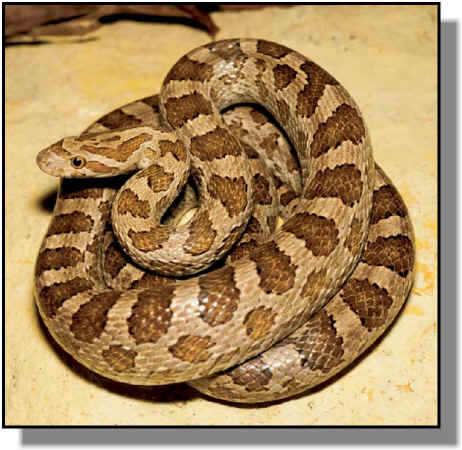 Quia - Snake Identification